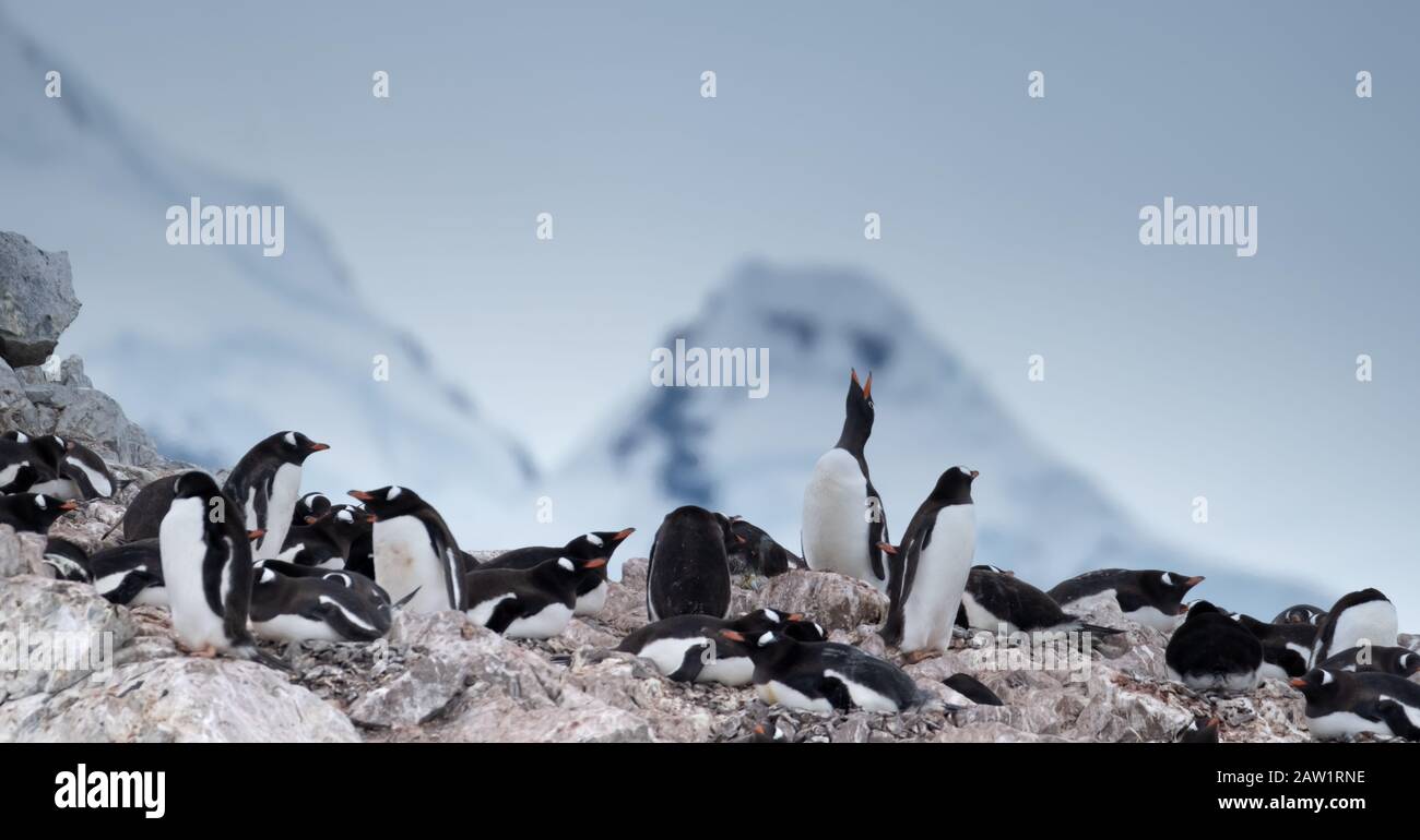 Crowded gentoo penguin breeding colonies (rookeries) on rocky outcrops ...