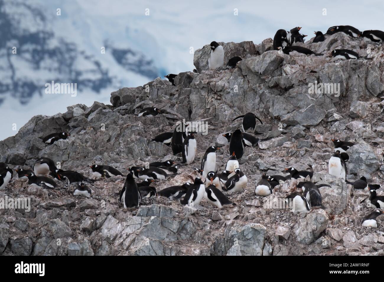 Crowded gentoo penguin breeding colonies (rookeries) on rocky outcrops ...