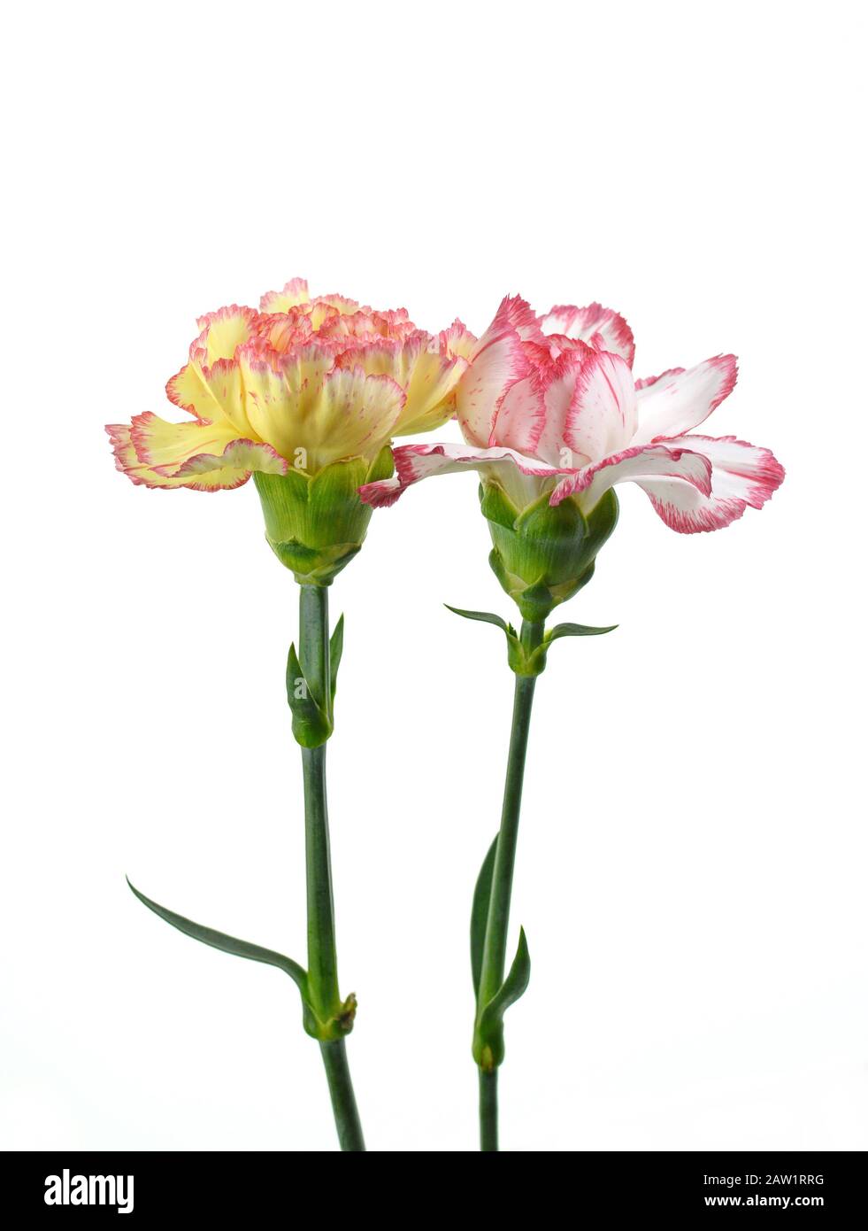 Beautiful bouquet of carnation and roses flower isolated on white ...