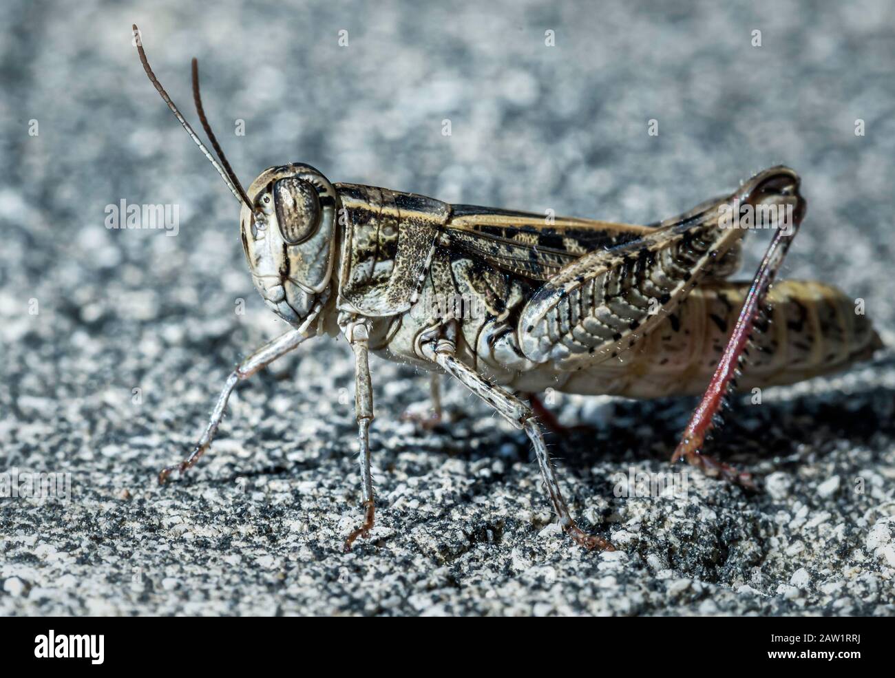 Lurking hi-res stock photography and images - Alamy