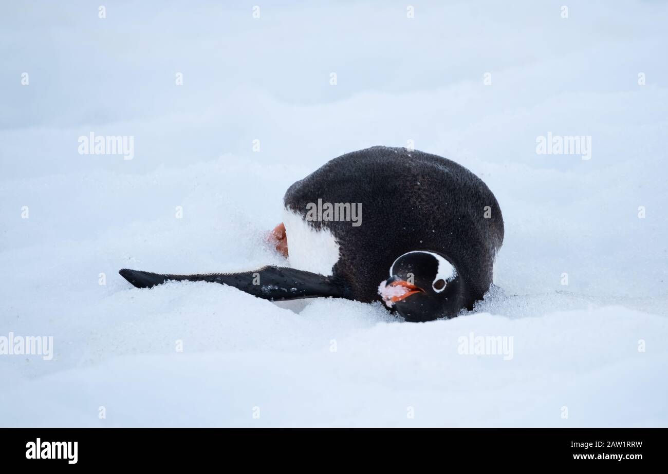 Belly flop hi-res stock photography and images - Alamy