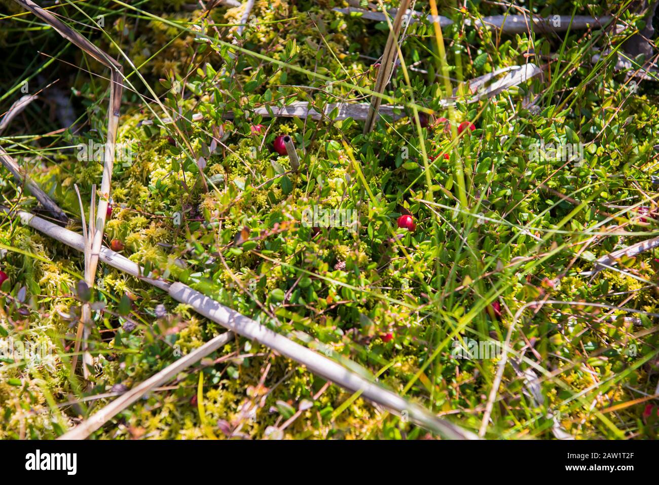 Red cranberry growing in green swamp Stock Photo - Alamy