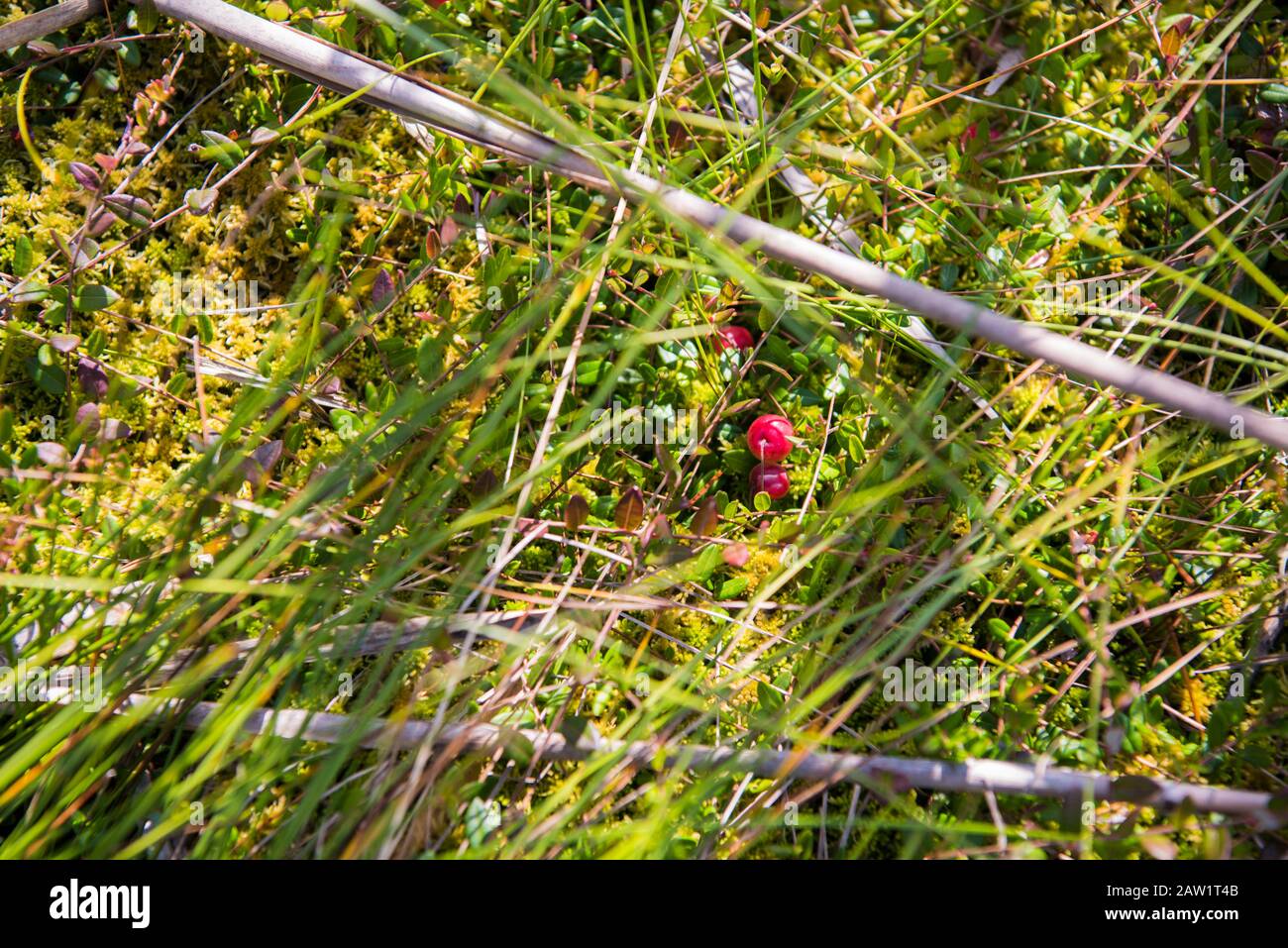 Red cranberry growing in green swamp Stock Photo - Alamy