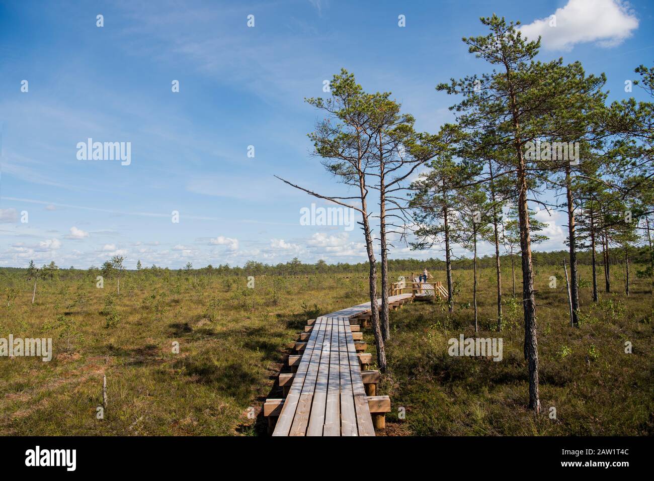 Summer forest landscape walk in hi-res stock photography and images - Alamy