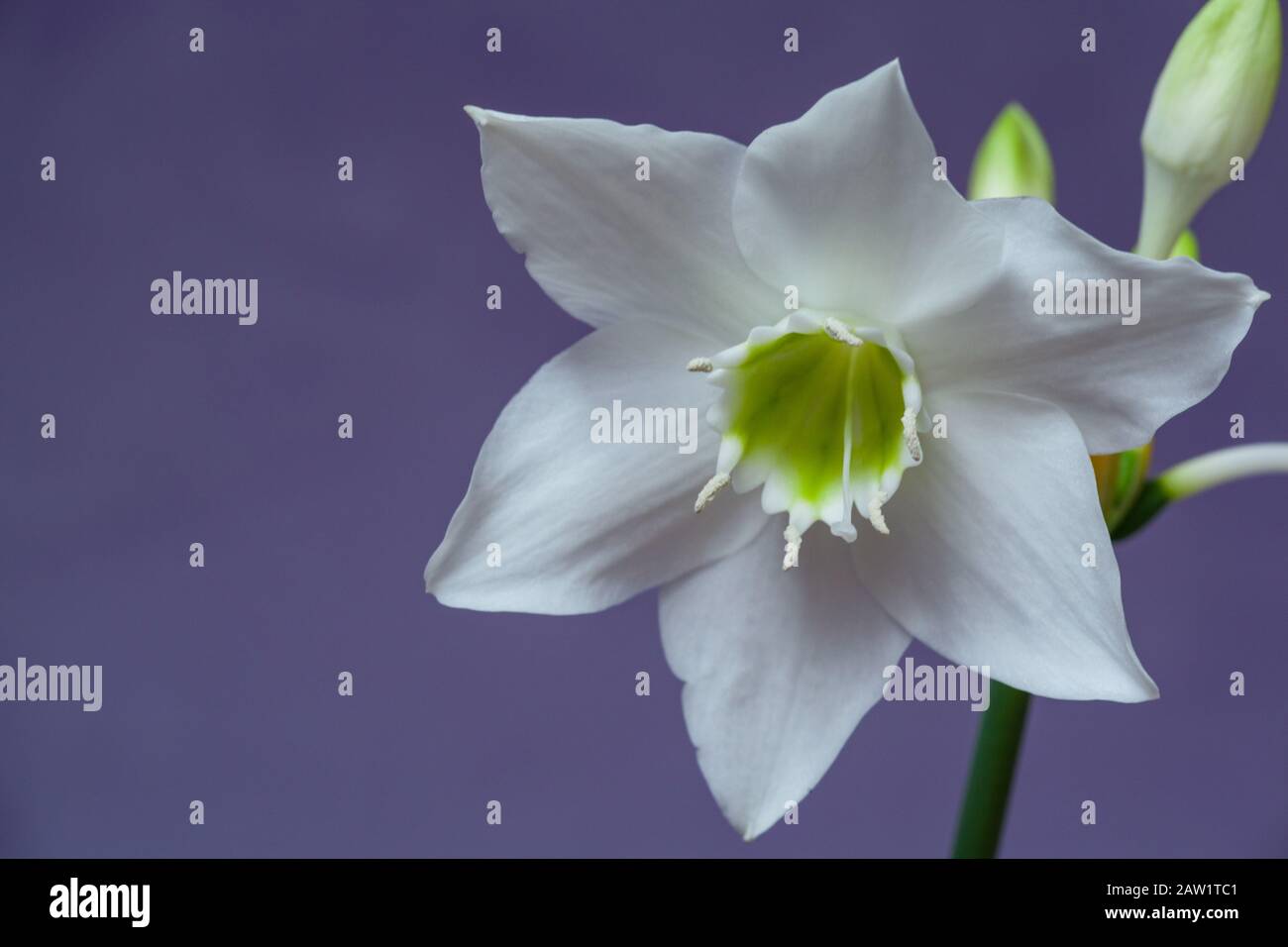 Eucharis lilly hi-res stock photography and images - Alamy