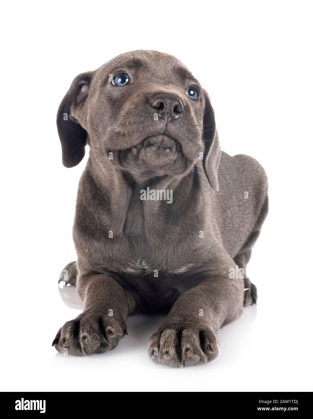 puppy italian mastiff in front of white background Stock Photo - Alamy