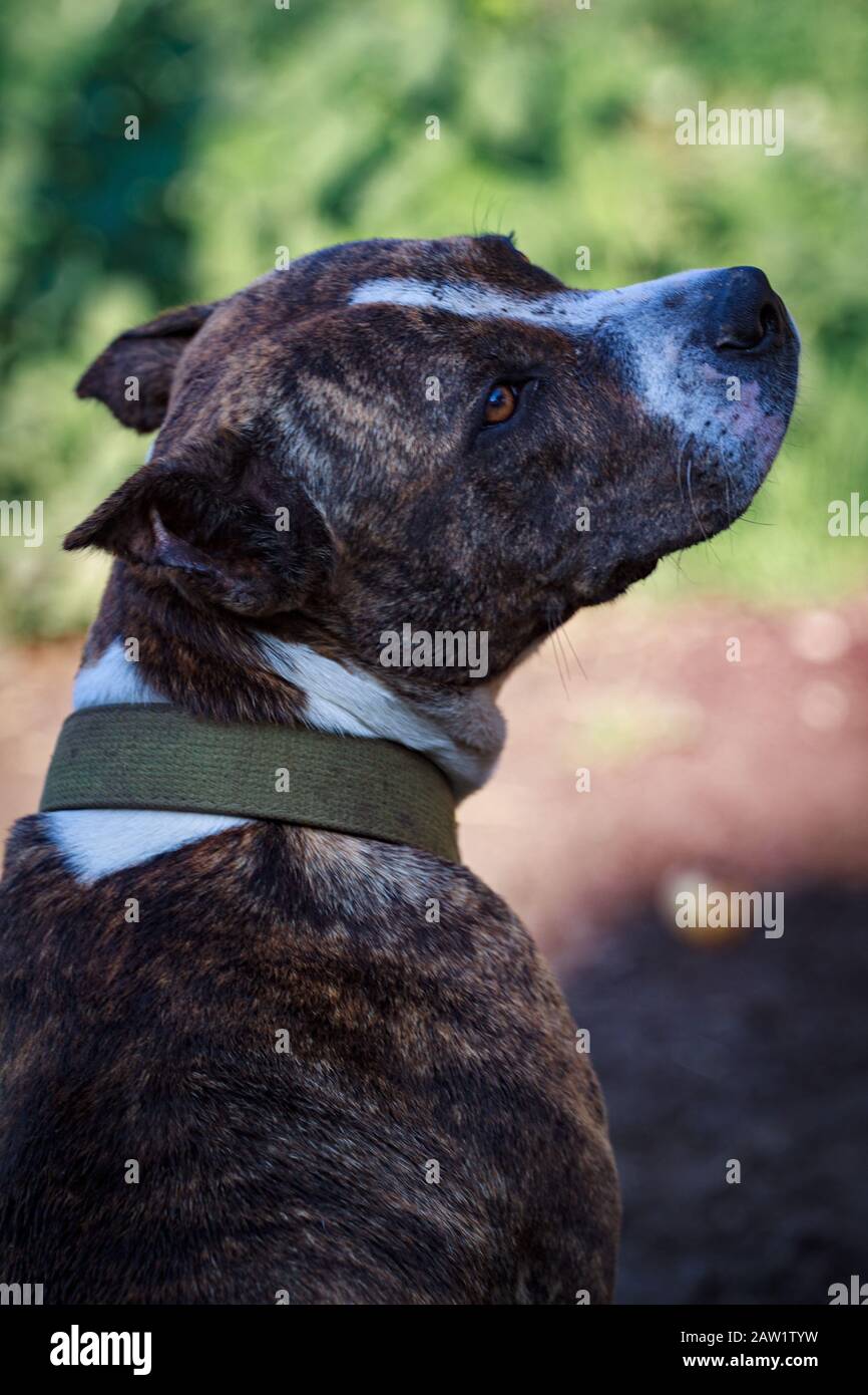 Muzzle of a large evil guard dog with large teeth close-up. The open ...