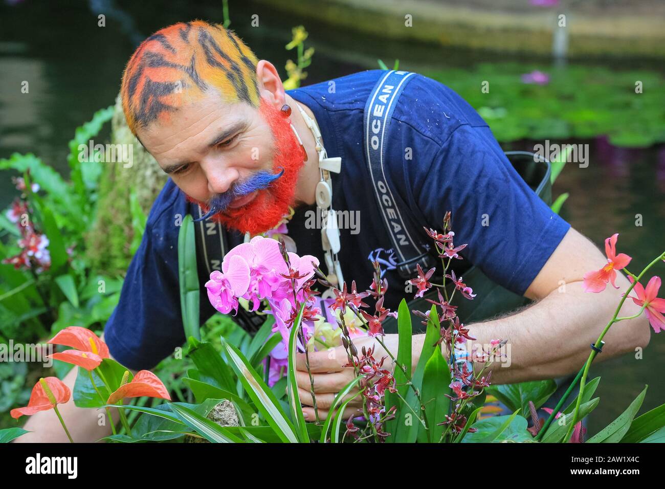 Kew Gardens, London, 06th Feb 2020. Kew volunteer and master florist ...