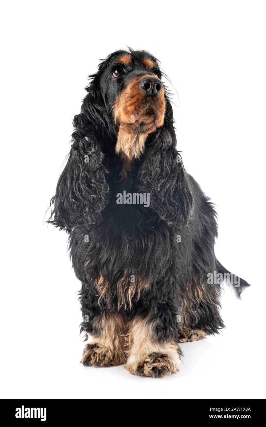 cocker spaniel in front of white background Stock Photo - Alamy