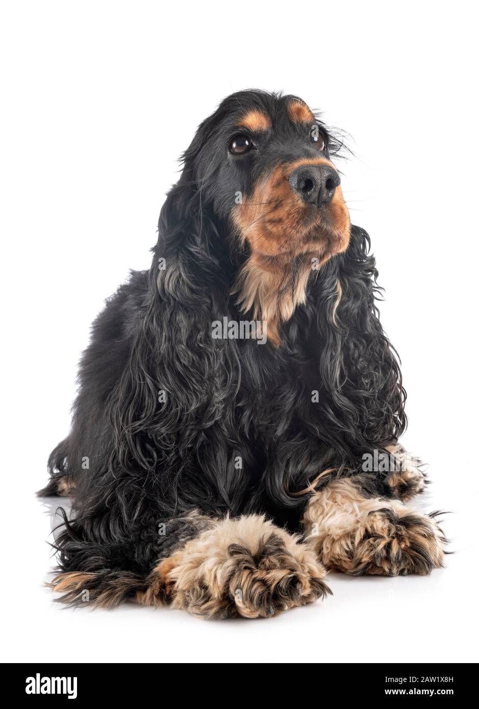 cocker spaniel in front of white background Stock Photo - Alamy