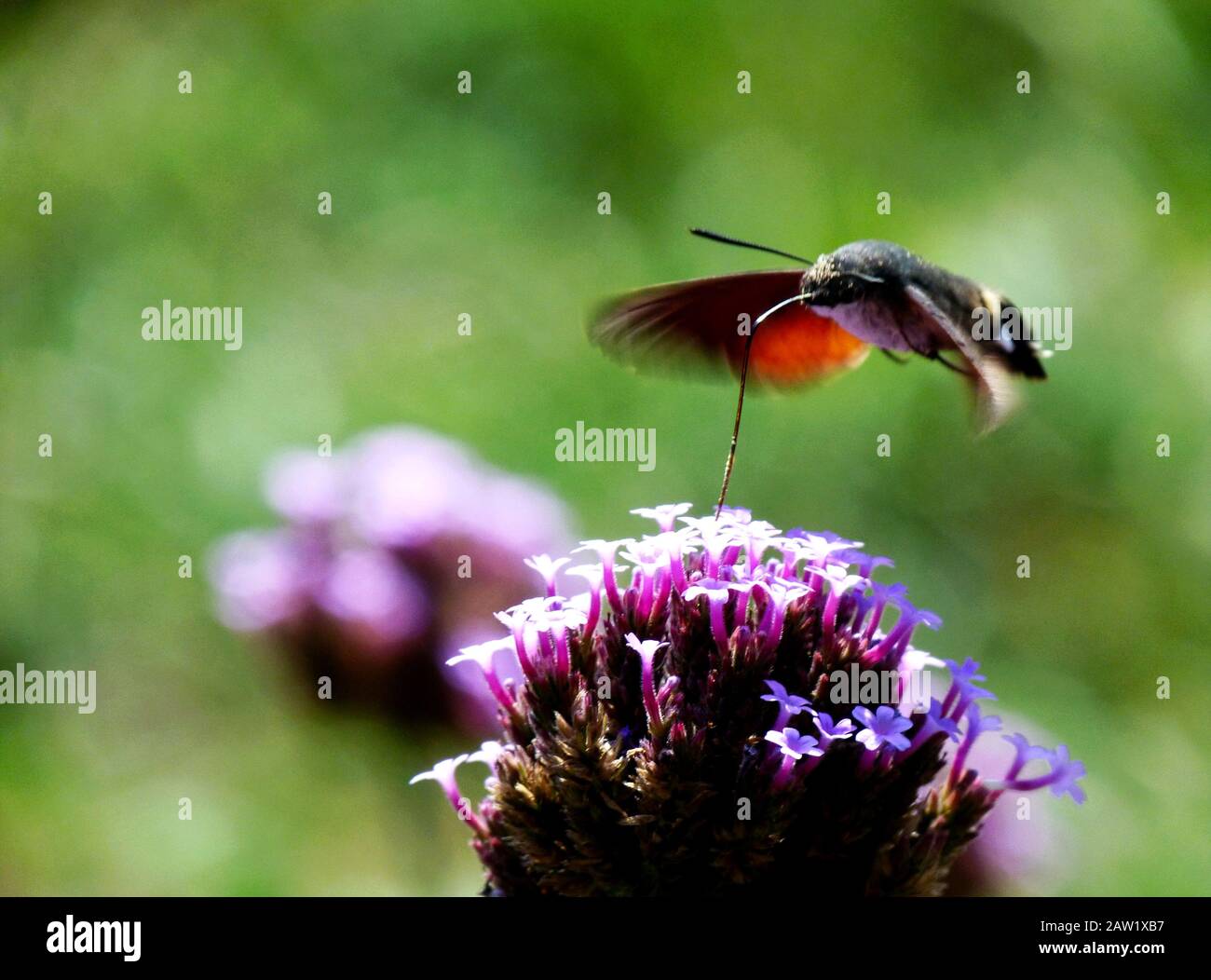 Hummingbird hawk-moth. motion blur with wings hovering over purple ...
