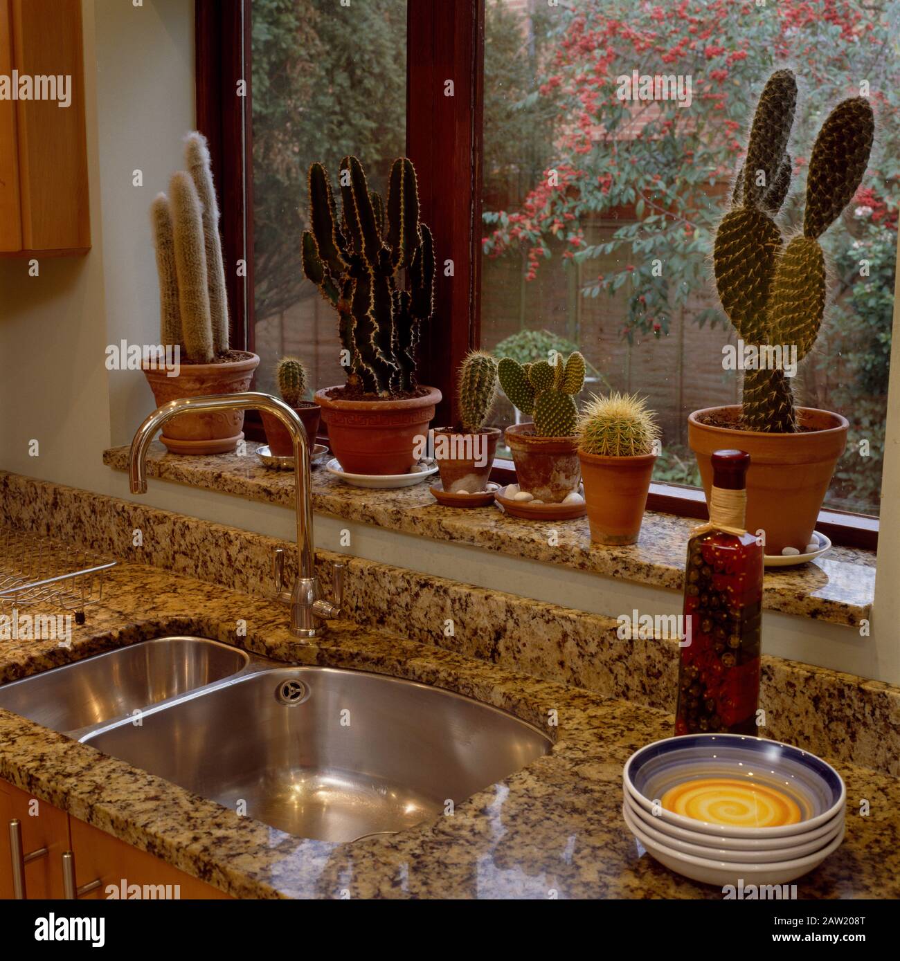 Kitchen window with collection of cacti Stock Photo - Alamy