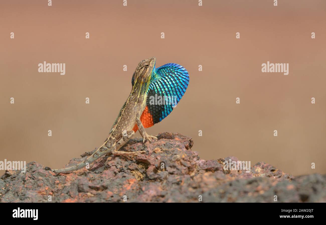 Fan-throated Lizard, Sitana ponticeriana, Satara, India Stock Photo - Alamy