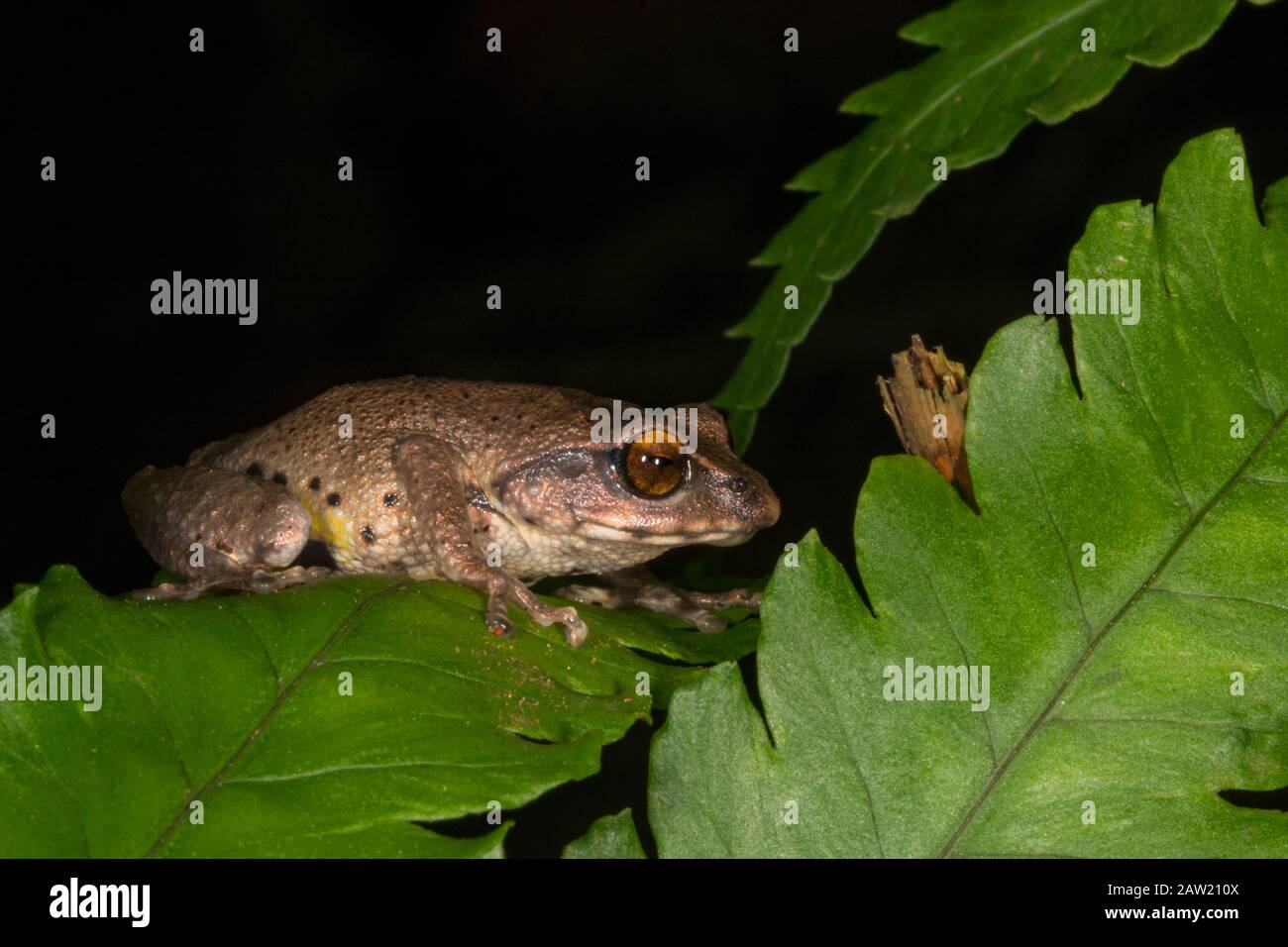 Philautus dubois frog hi-res stock photography and images - Alamy