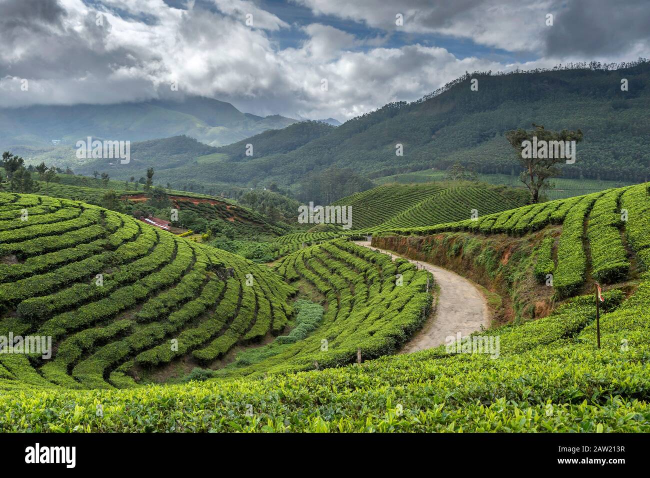 Tata tea plantations munnar hi-res stock photography and images - Alamy