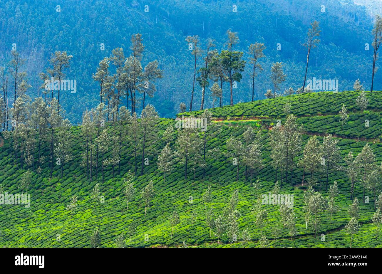 Tata tea plantations munnar hi-res stock photography and images - Alamy