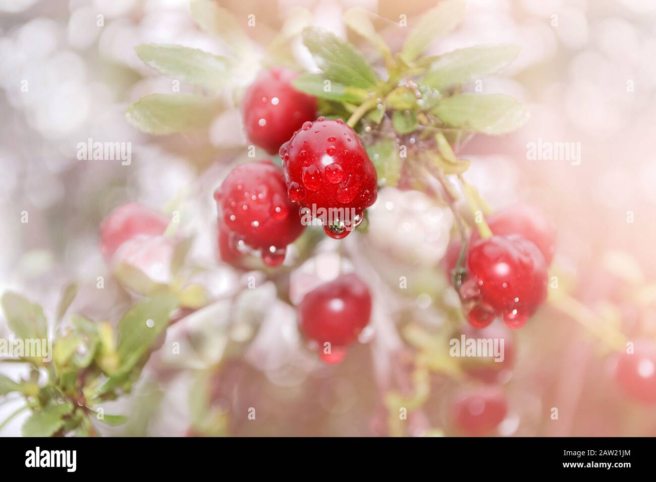 Rain on cherry tree hi-res stock photography and images - Alamy