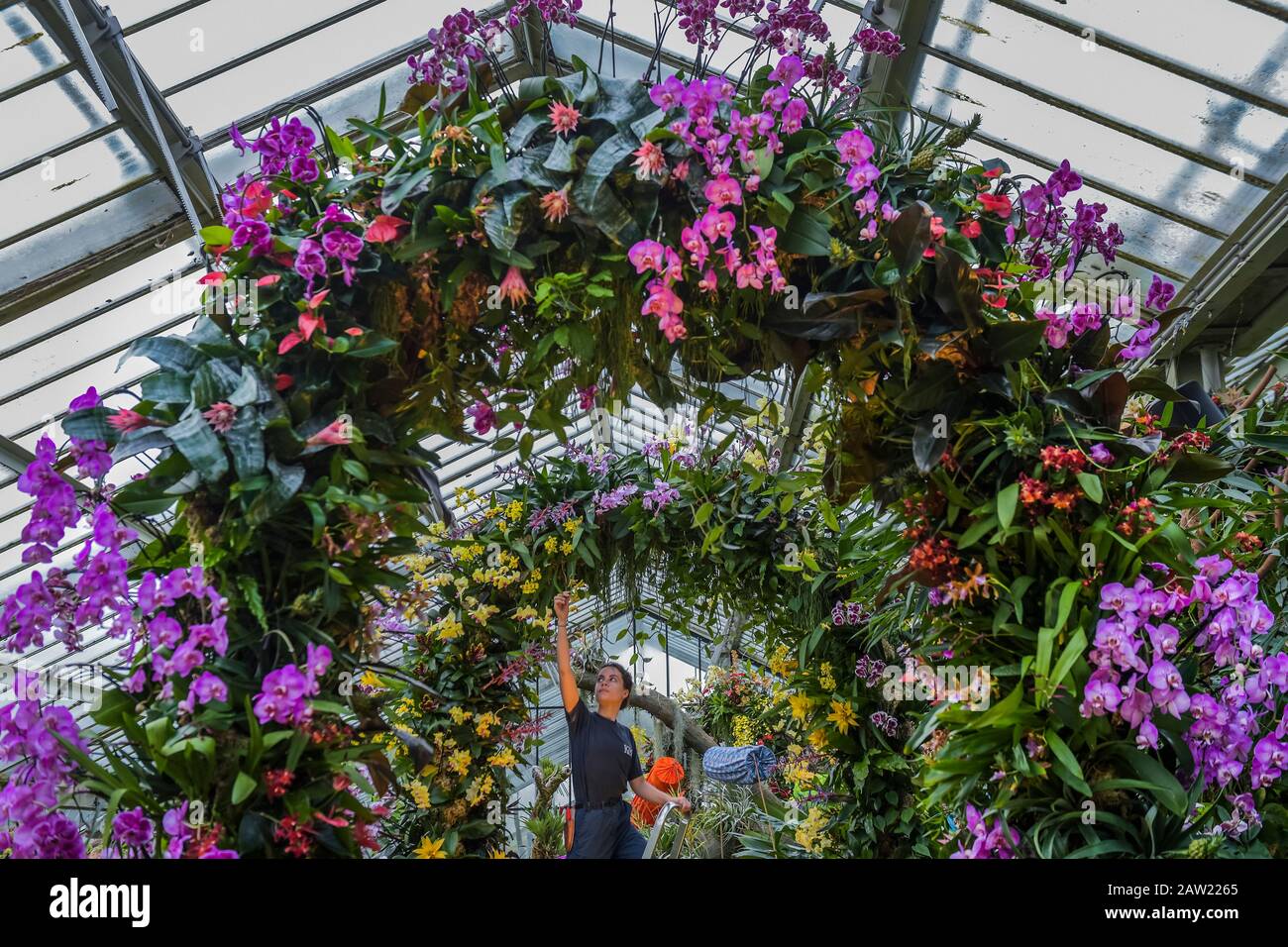 London, UK. 6th Feb, 2020. Botanical staff make final adjustments to ...
