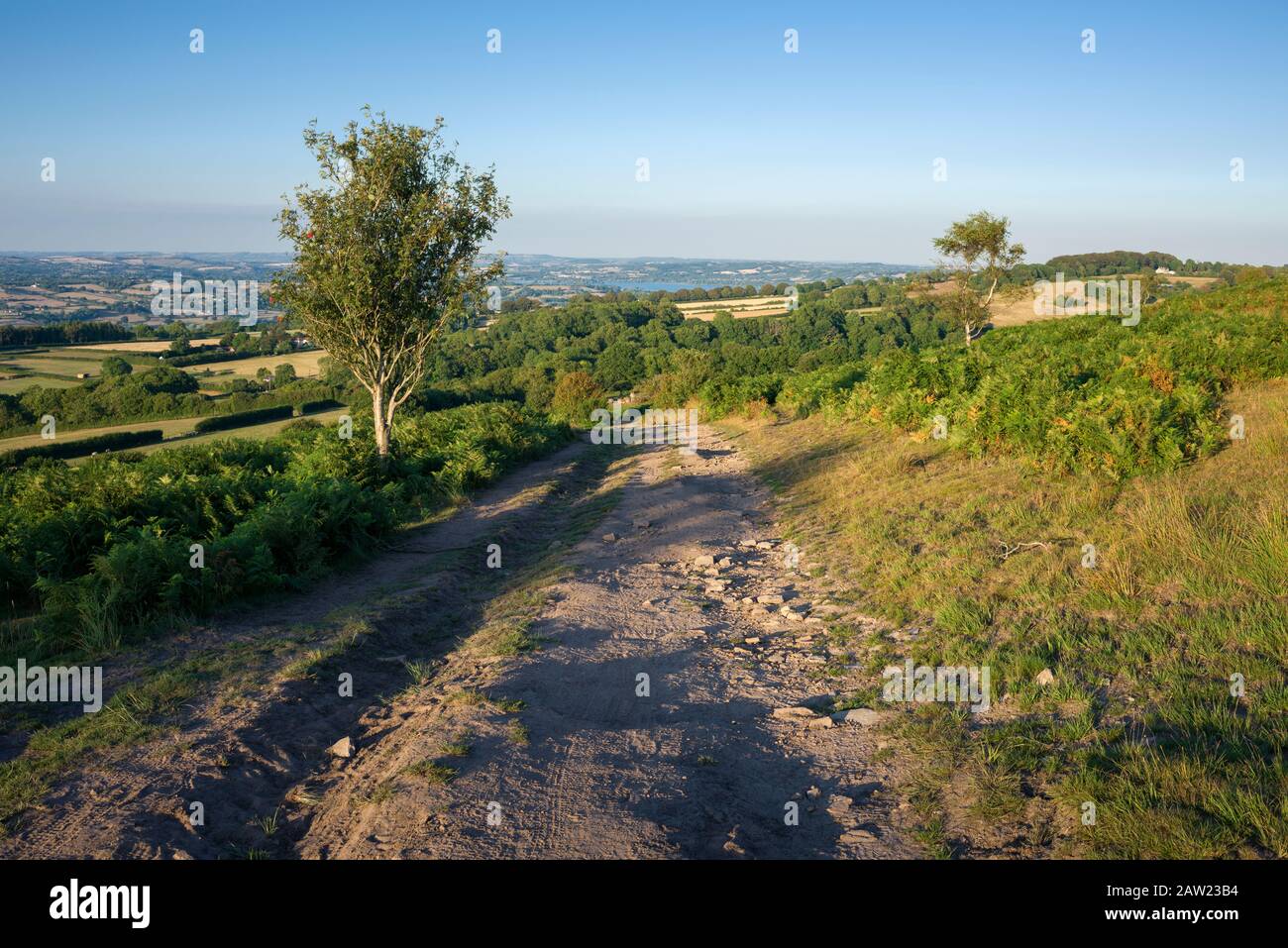 A bridleway on Black Down in the Mendip Hills National Landscape ...