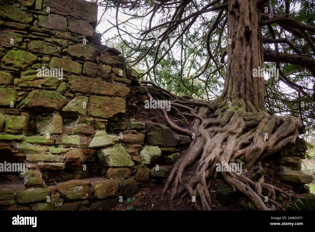 roots taking over ancient building in Ayrshire Stock Photo - Alamy