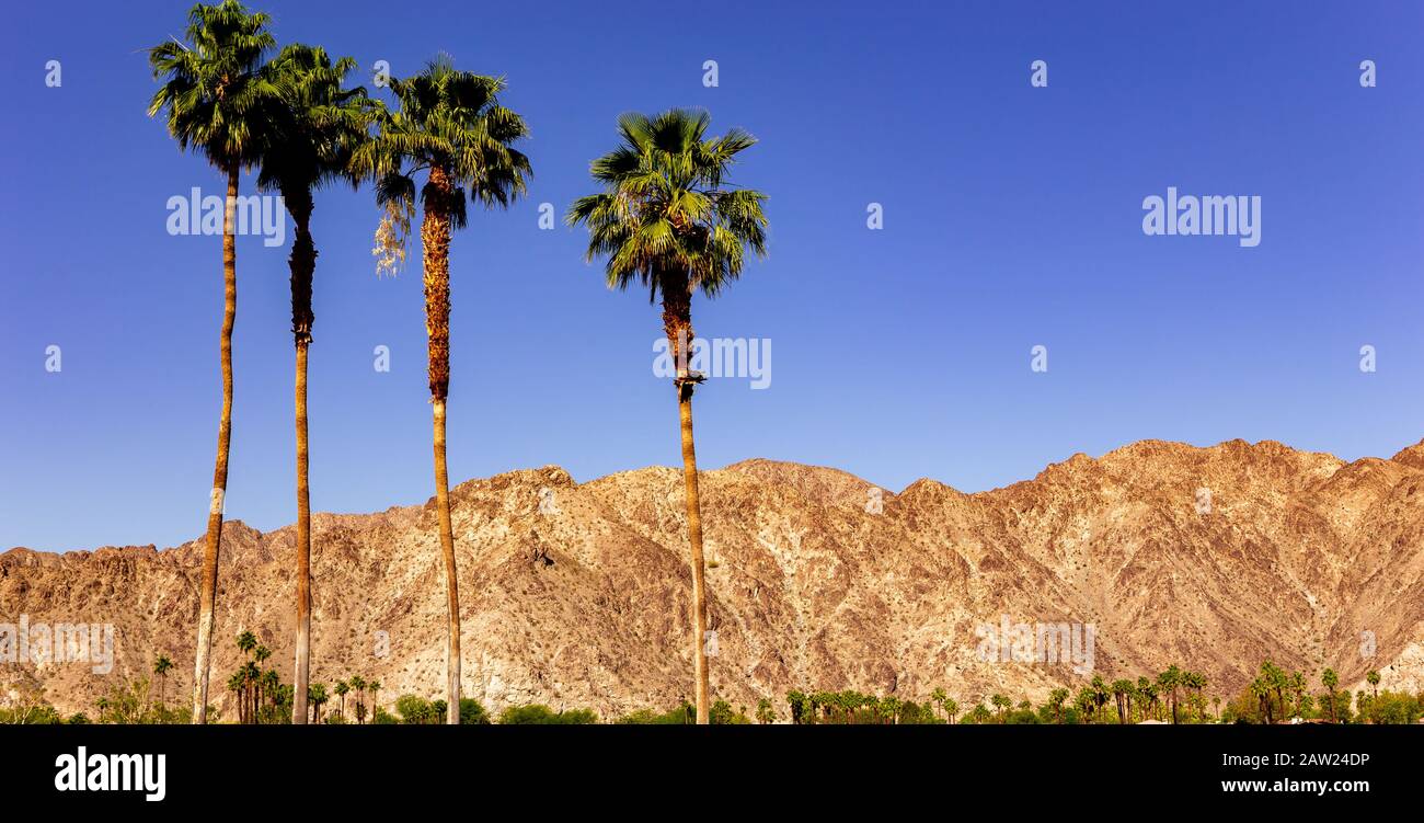 San Jacinto mountain and coconut trees in Palm Springs, California, usa ...