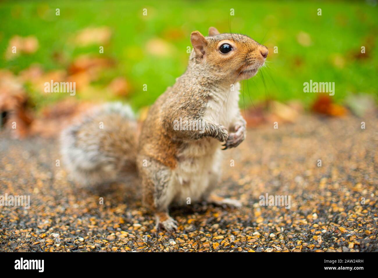 Squirrel in Green park, London Stock Photo - Alamy