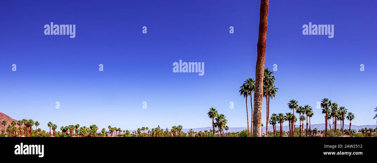 San Jacinto mountain and coconut trees in Palm Springs, California, usa ...