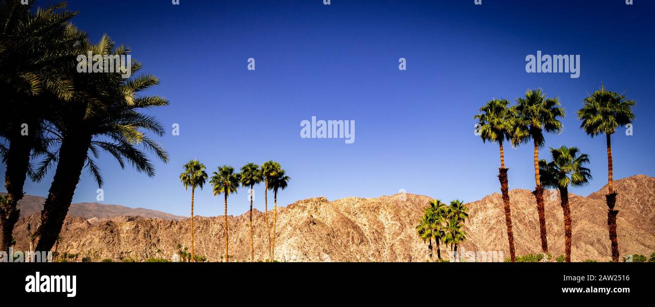 San Jacinto mountain and coconut trees in Palm Springs, California, usa ...