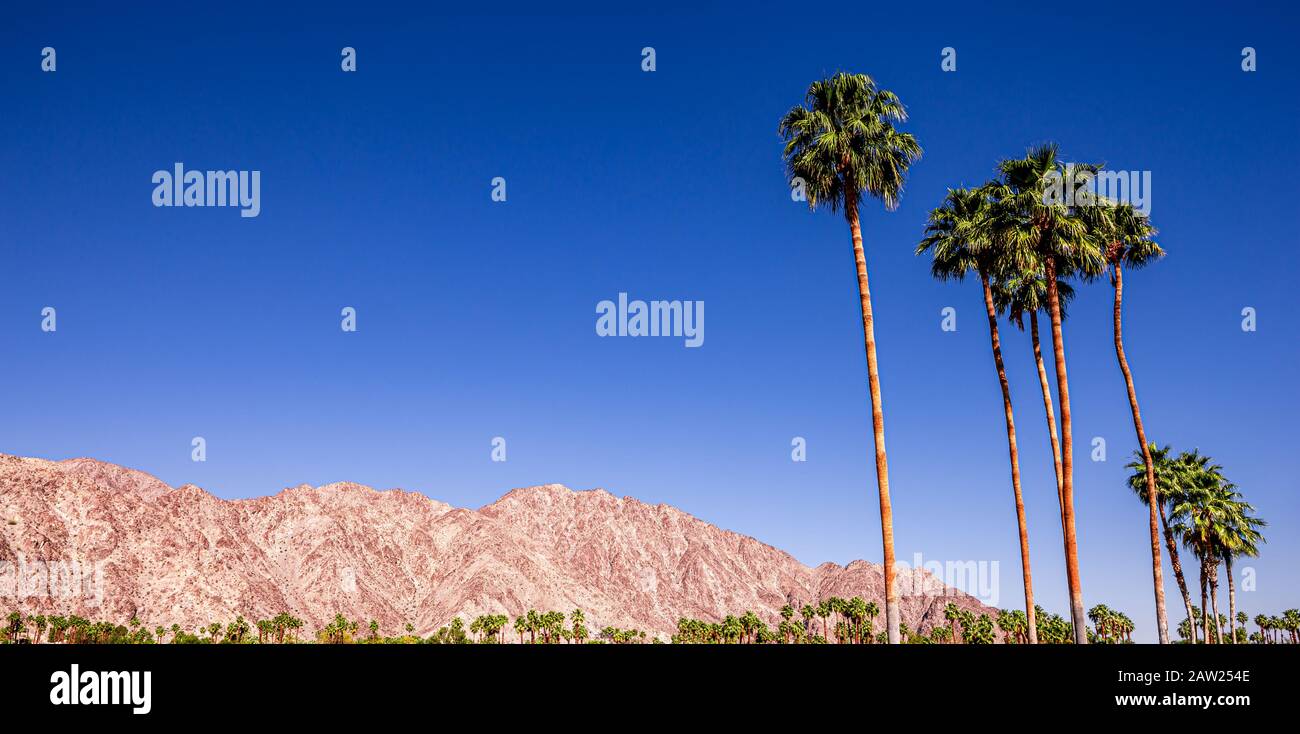 San Jacinto mountain and coconut trees in Palm Springs, California, usa ...