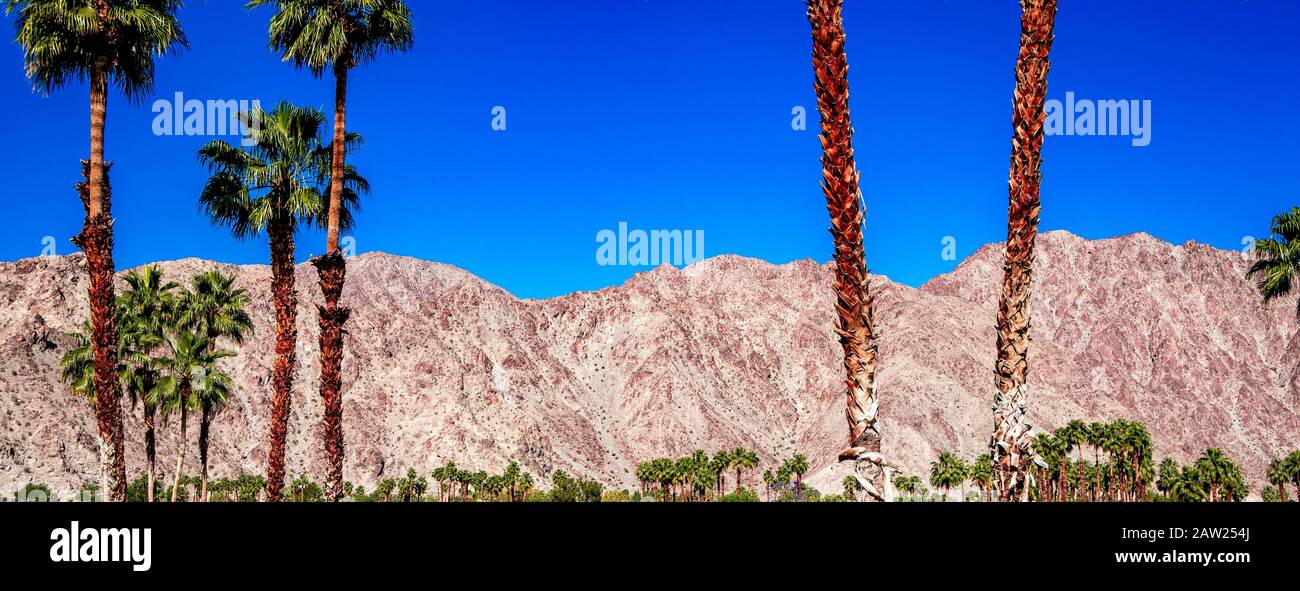 San Jacinto mountain and coconut trees in Palm Springs, California, usa ...