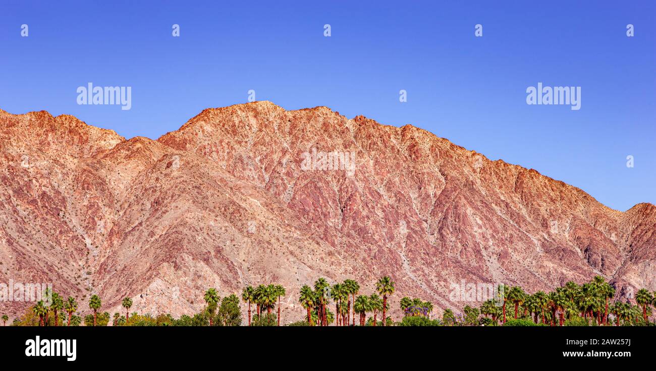 San Jacinto mountain and coconut trees in Palm Springs, California, usa ...