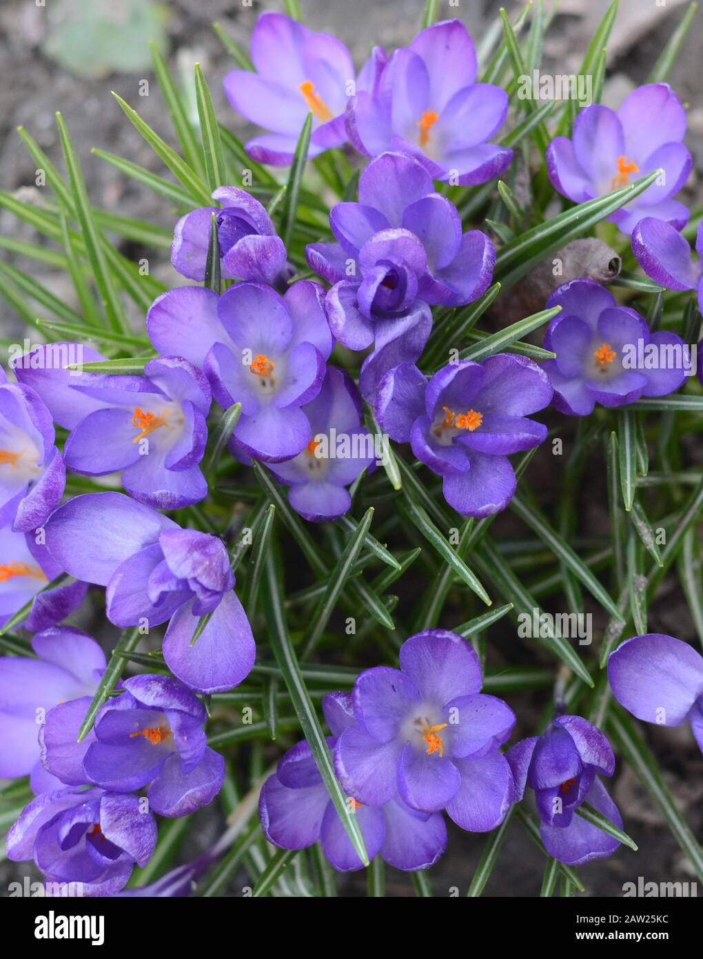 View of magic blooming spring flowers crocus growing in wildlife ...