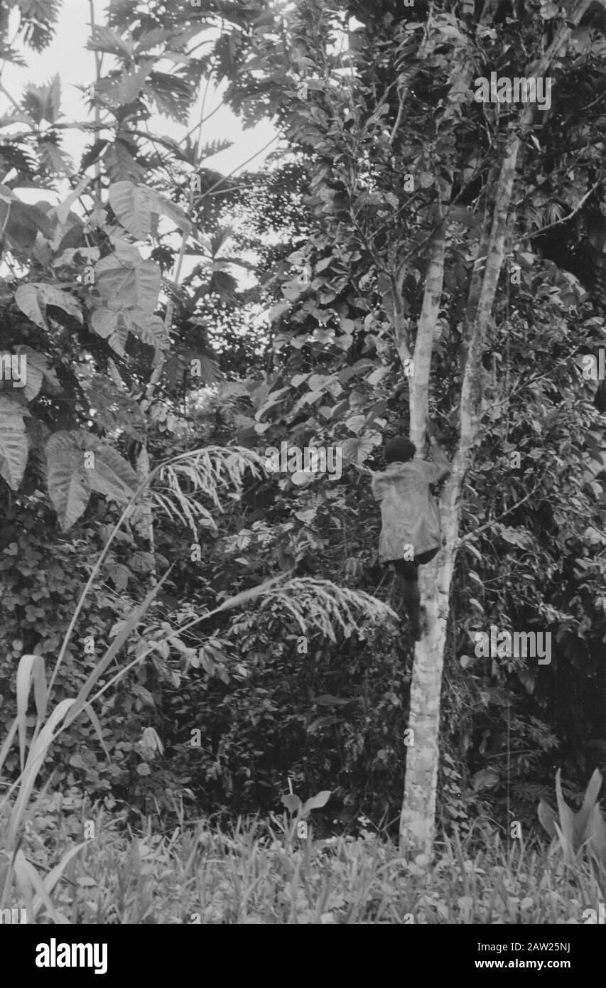 Papua tree Black and White Stock Photos & Images - Alamy