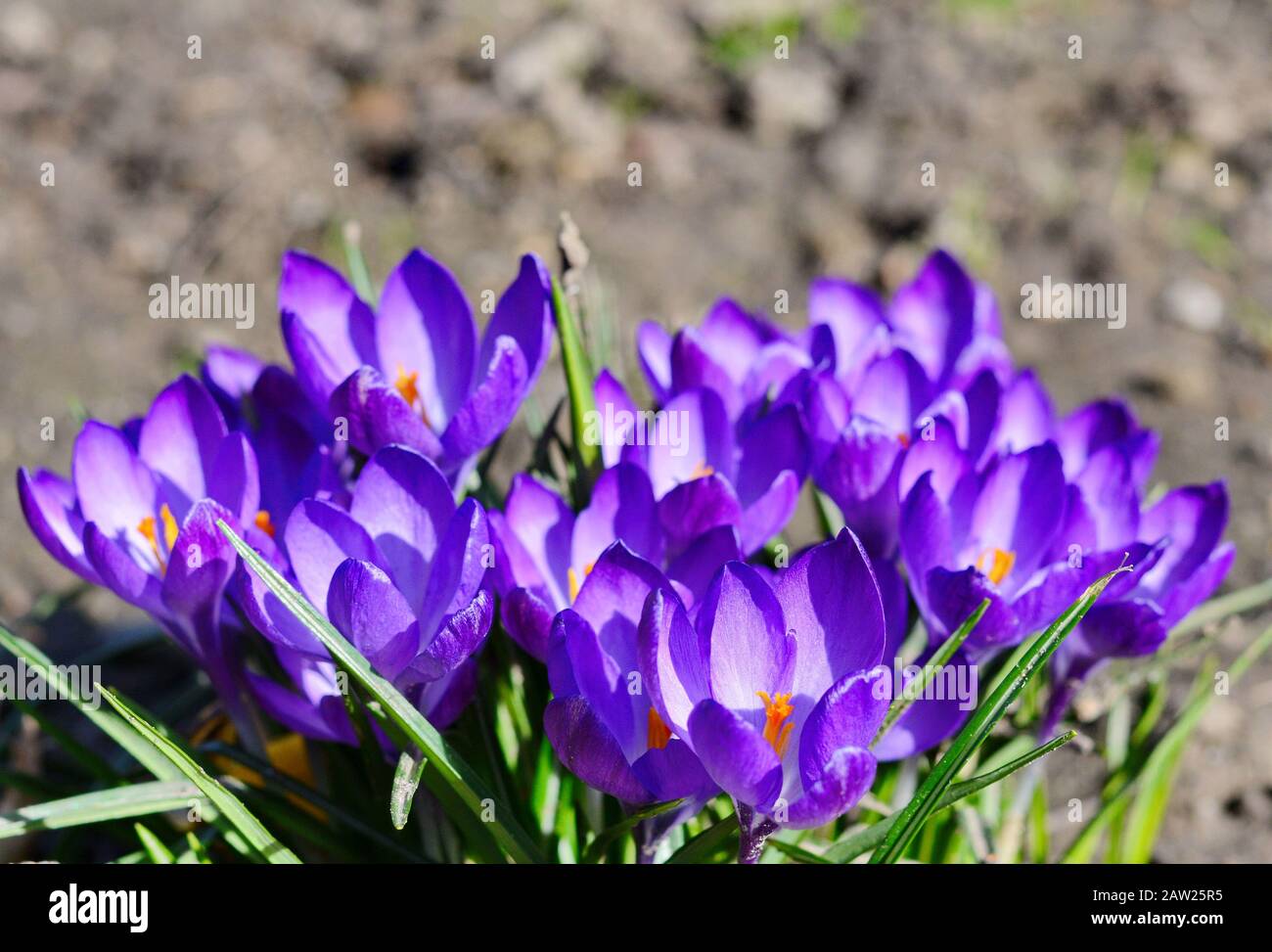 View of magic blooming spring flowers crocus growing in wildlife ...