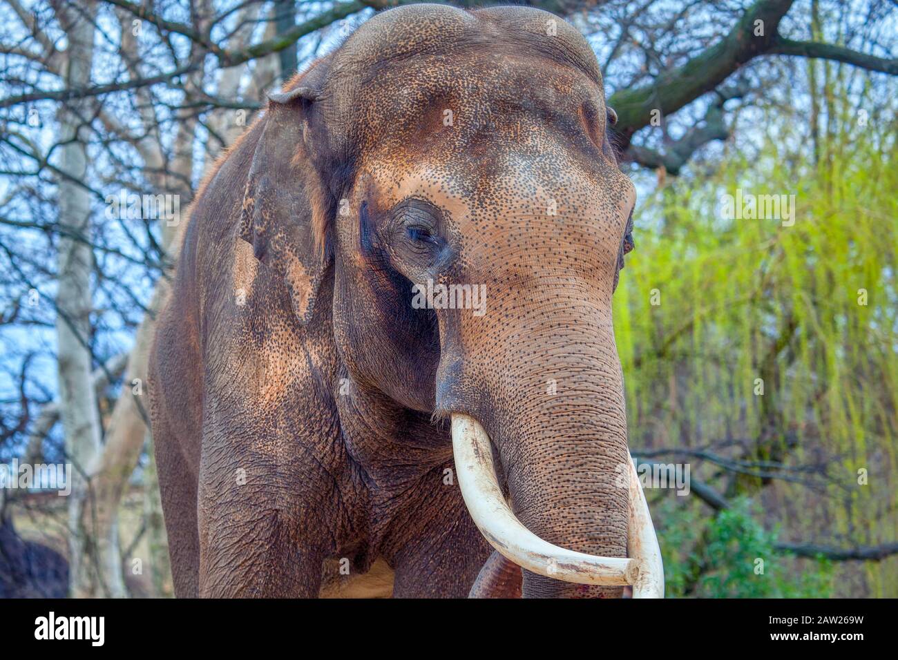 Portrait of Elephant with big tusks Stock Photo - Alamy