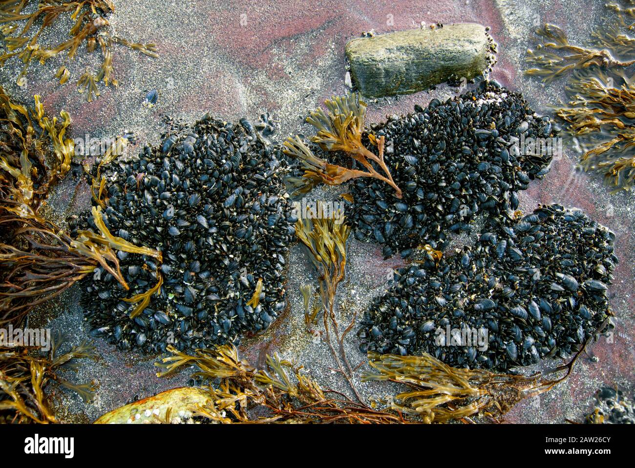 Blue tangs hi-res stock photography and images - Alamy