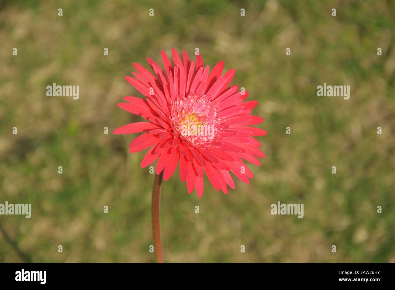 Close up of a beautiful Gerbera Daisy flower growing in a pot in open ...