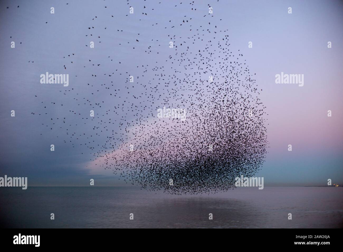 Starlings phenomenon hi-res stock photography and images - Alamy