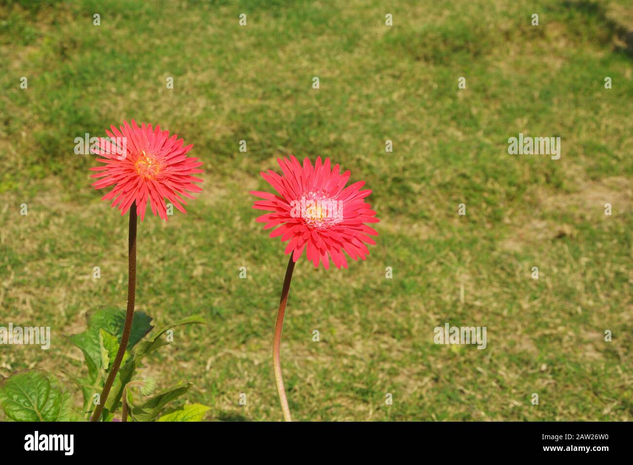 Close up of a beautiful Gerbera Daisy flower growing in a pot in open ...