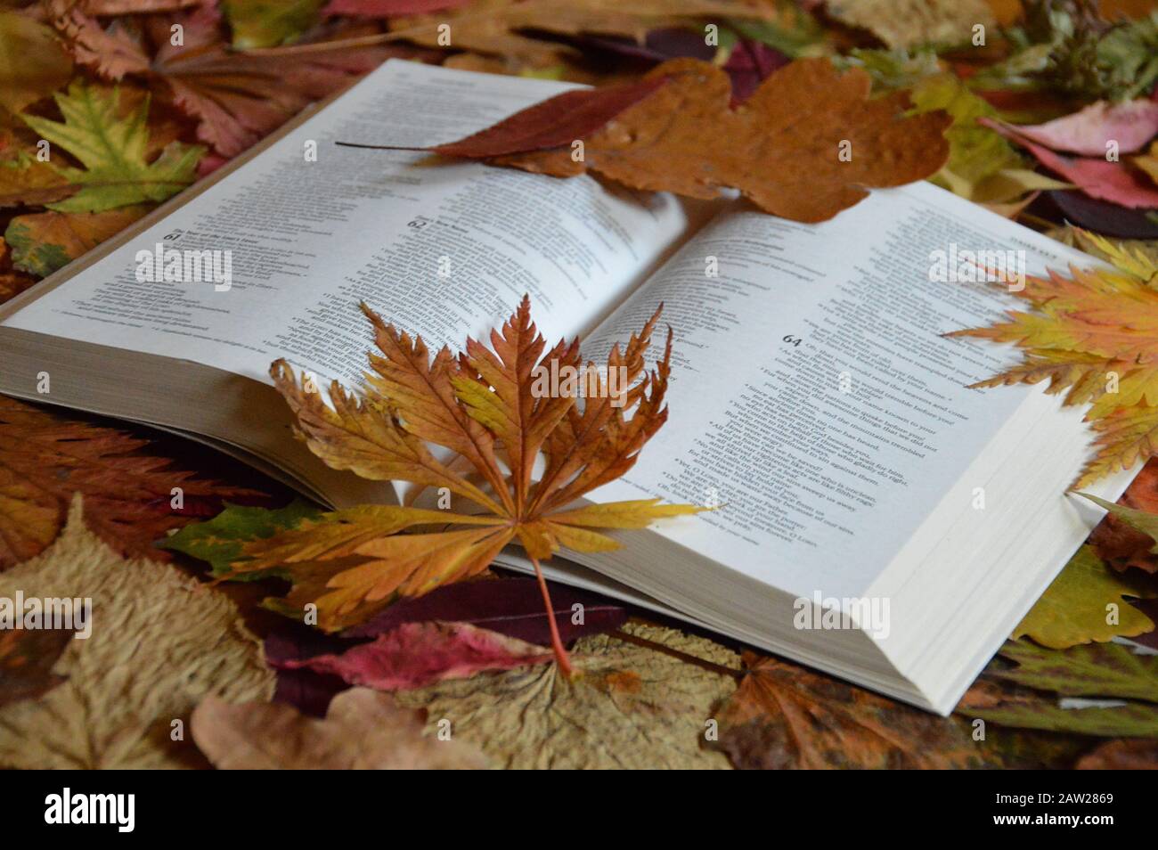 bible open at Isaiah 64 between colorful autumn leaves foliage Stock ...