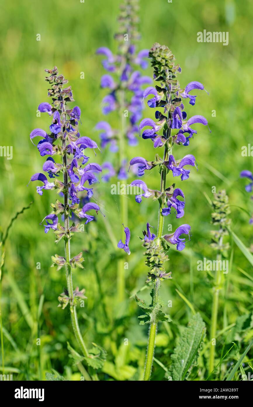 Flowering meadow sage, Salvia pratensis Stock Photo - Alamy