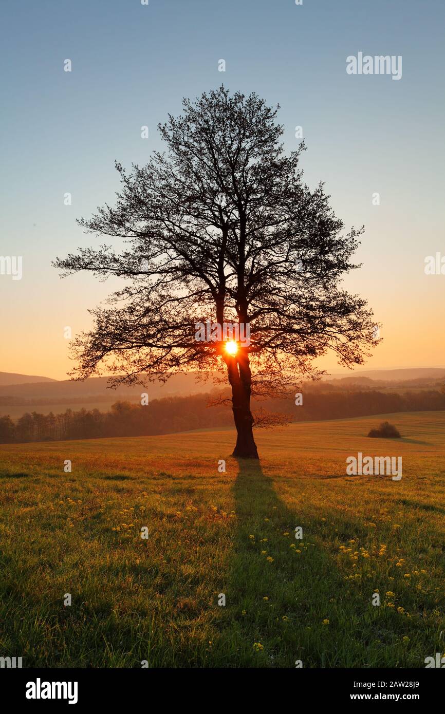 Tree and sun Stock Photo - Alamy