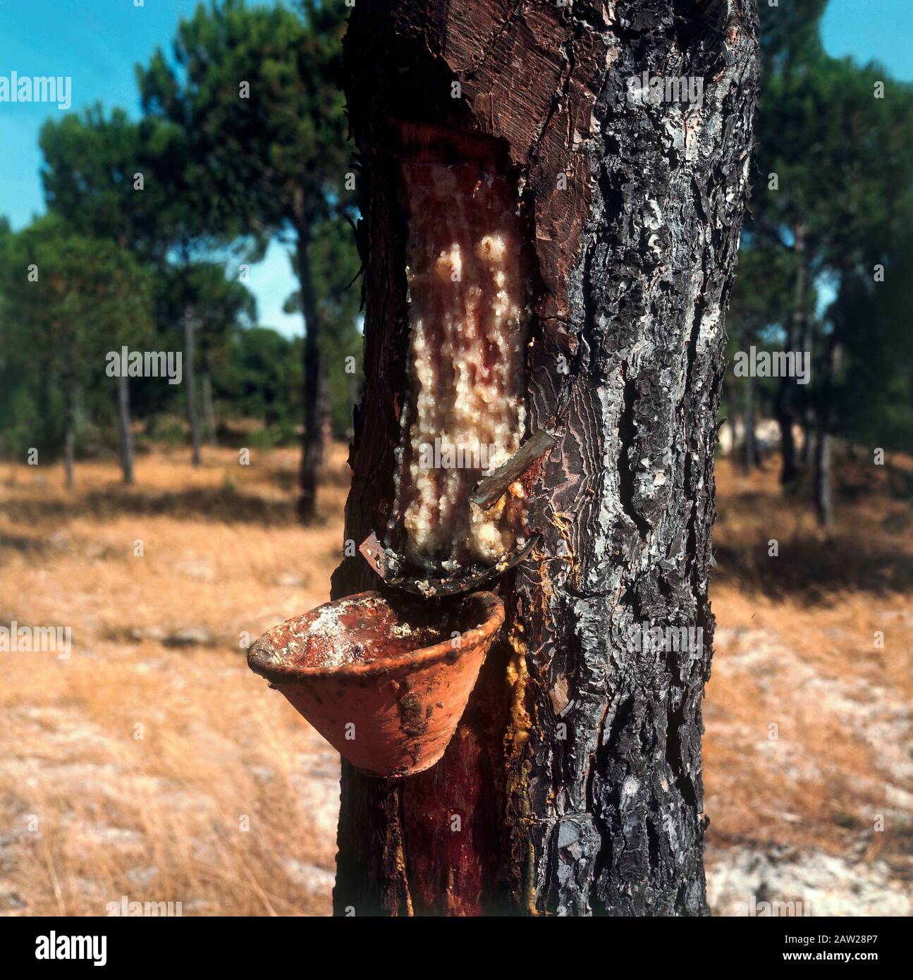 Resin harvesting hi-res stock photography and images - Alamy