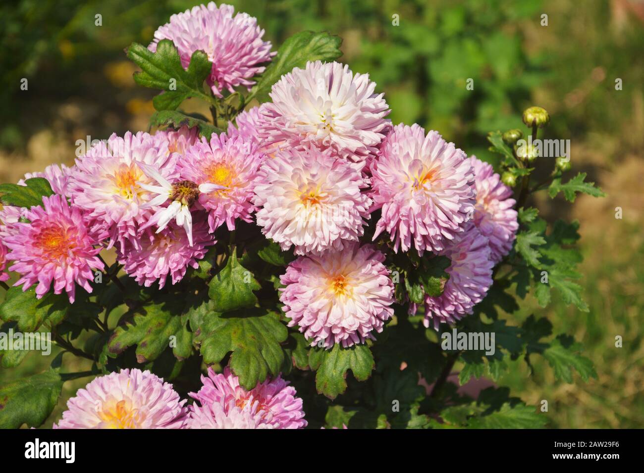 Chandramallika flower hi-res stock photography and images - Alamy