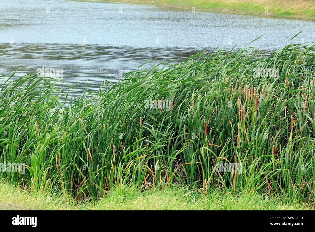 Reeds in dam hi-res stock photography and images - Alamy