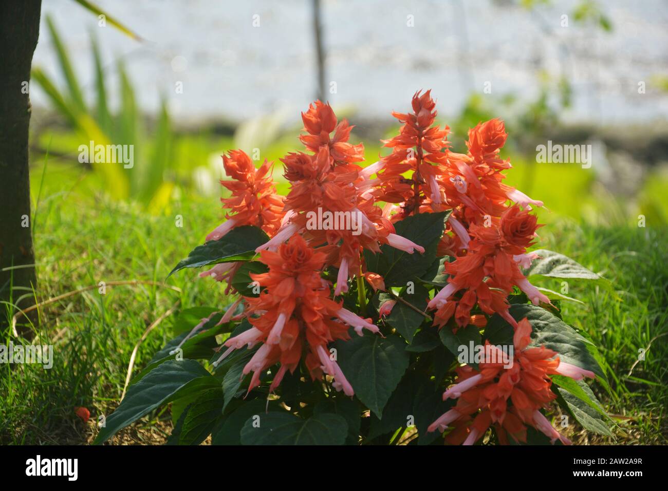 Close up of red salvia flower plant, perennial salvia, nemorosa, salvia ...