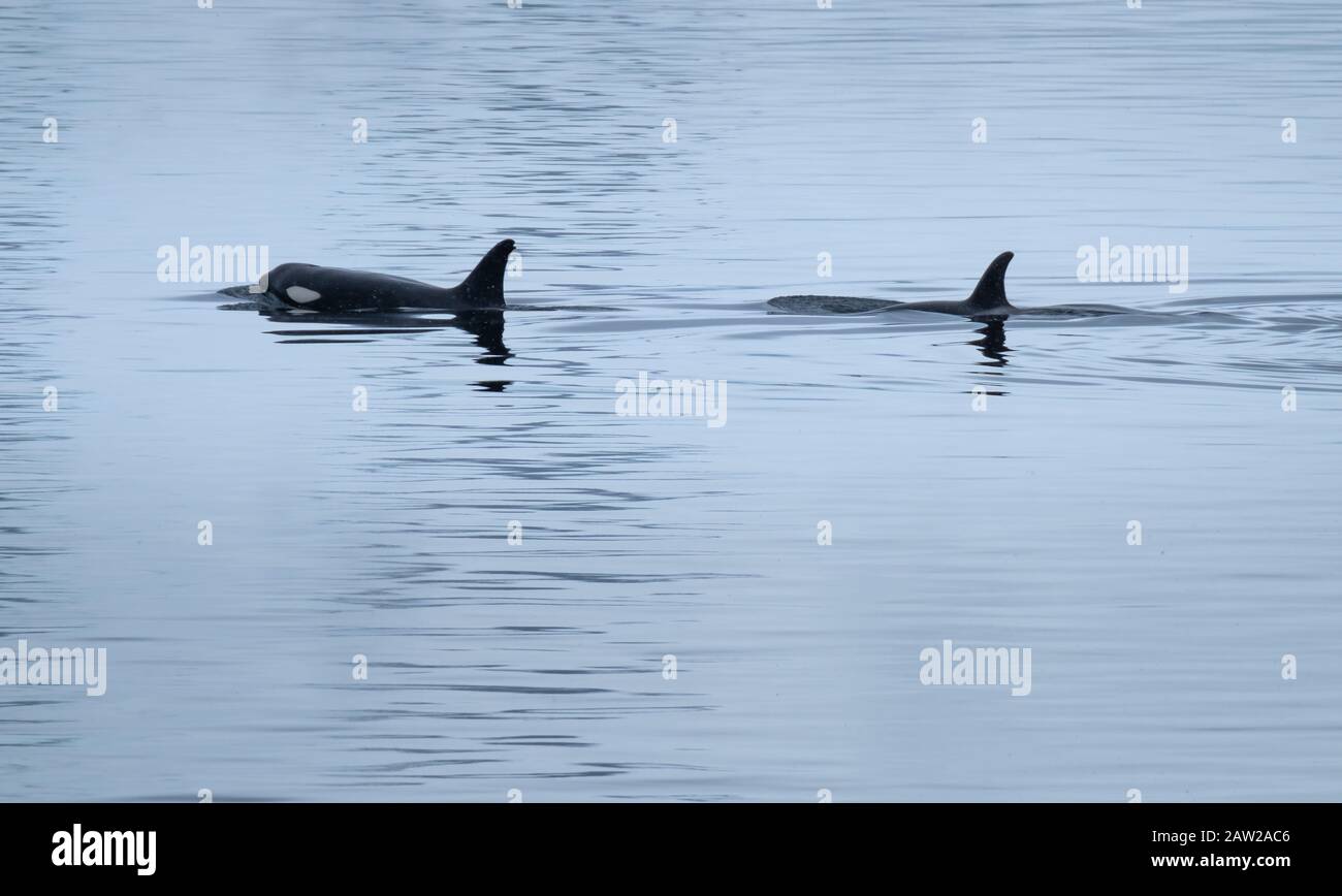 Close encounter with a killer whale (Orcinus orca) pod feeding in the ...