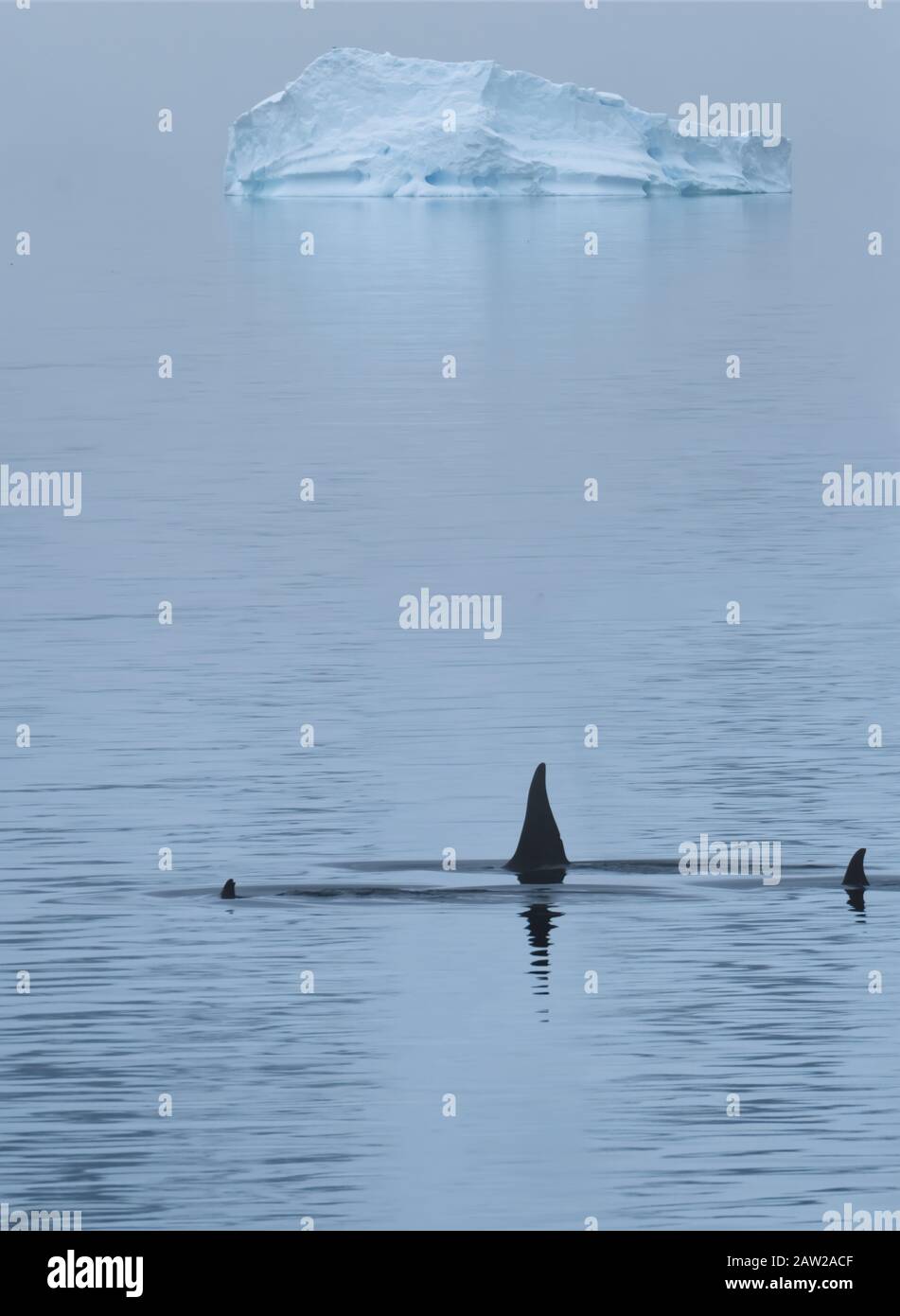 Kiiller whales (Orcinus orca) pod feeding in the icy waters along the ...