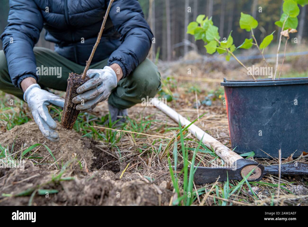 planting young tree in forest after devastating wind Stock Photo - Alamy