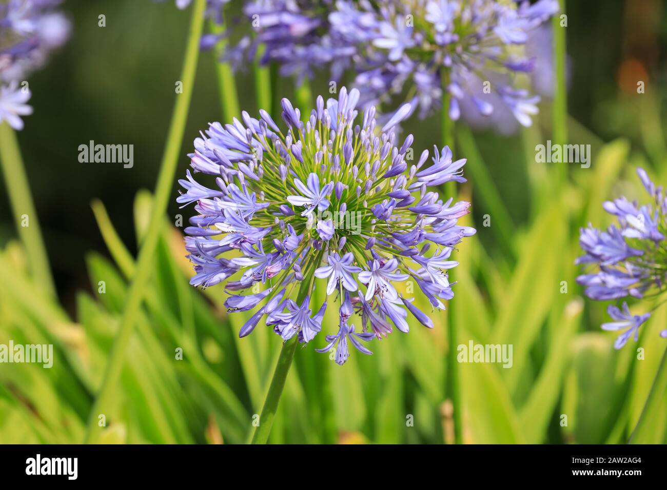 Blue Agapanthus flowers Stock Photo - Alamy